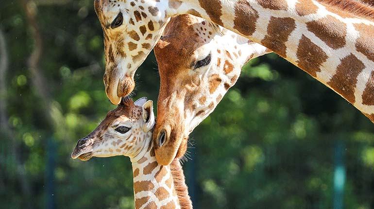 ¿Por qué las jirafas tienen características biológicas únicas? - Zoe Radio Bolivia